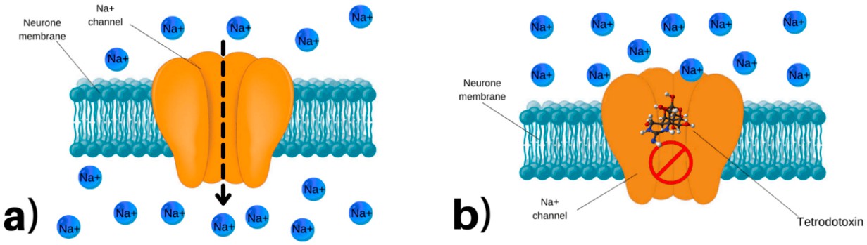 Tetrodotoxin: Biotoxin - Creative Diagnostics