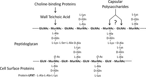 The Cell Wall of Streptococcus pneumoniae - Creative Diagnostics