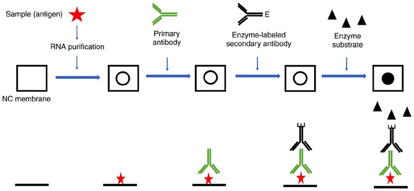 The Dot Blot Protocol - Creative Diagnostics