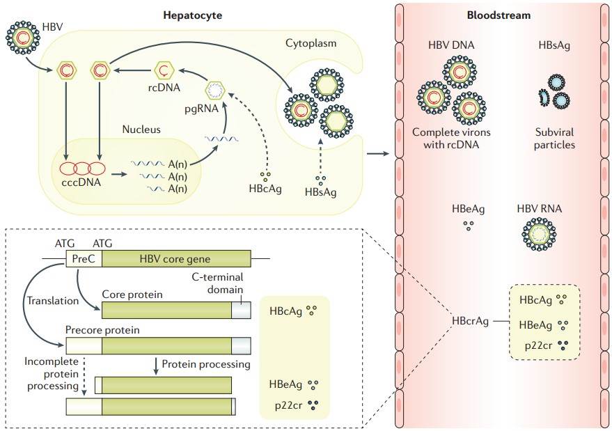 Hepatitis B and HBsAg - Creative Diagnostics