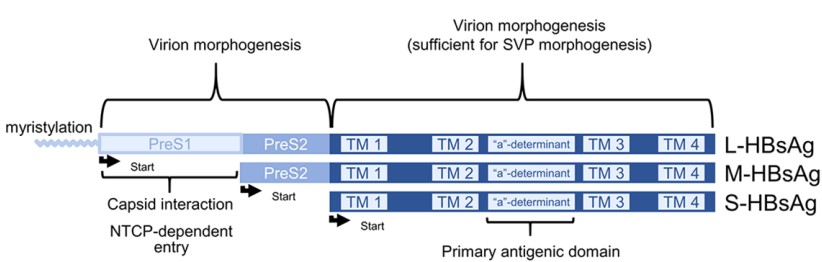 Hepatitis B and HBsAg - Creative Diagnostics