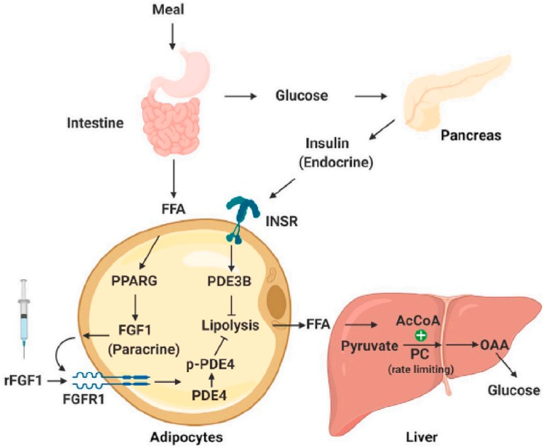 The Multifaceted Biology of Fibroblast Growth Factor 1 - Creative ...