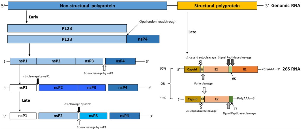 NW Alphavirus protein - Creative Diagnostics