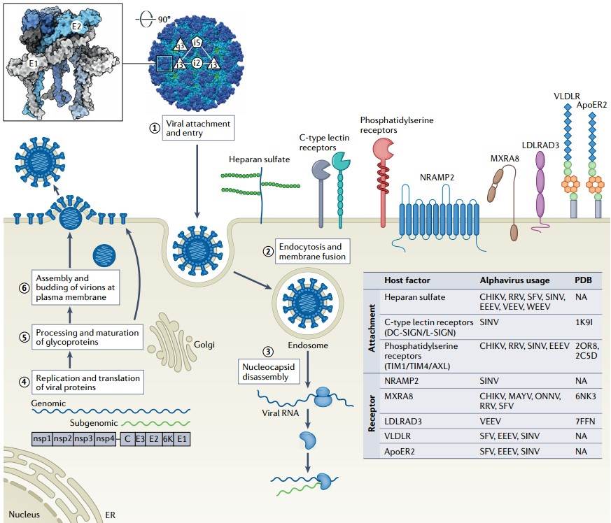 NW Alphavirus protein - Creative Diagnostics