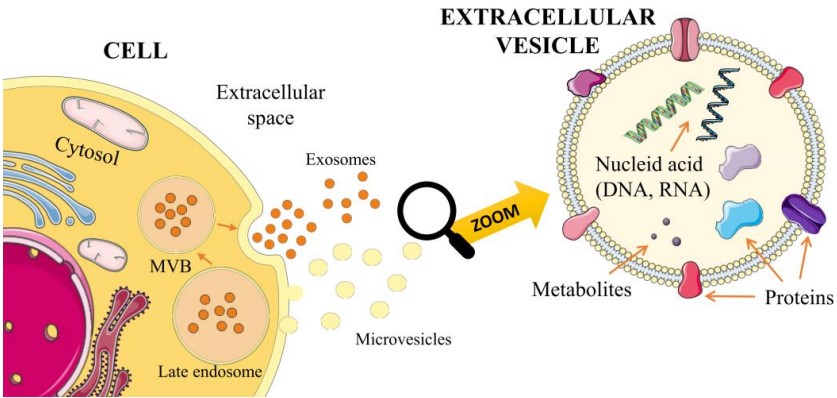Extracellular Vesicles Therapy - Creative Diagnostics