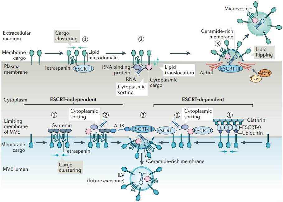Extracellular Vesicles Therapy - Creative Diagnostics
