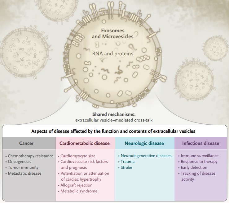 Extracellular Vesicles Therapy - Creative Diagnostics
