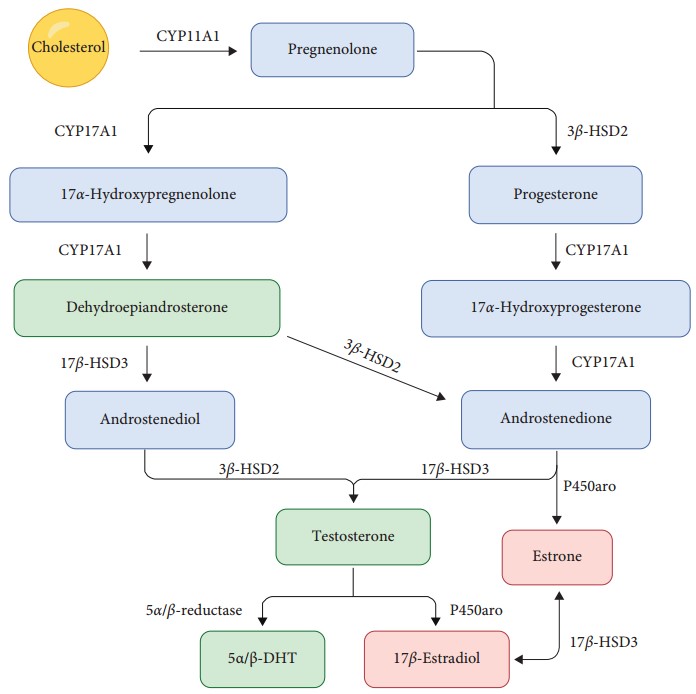 The Relationship Between Androgens, Their Receptors, and Diseases ...