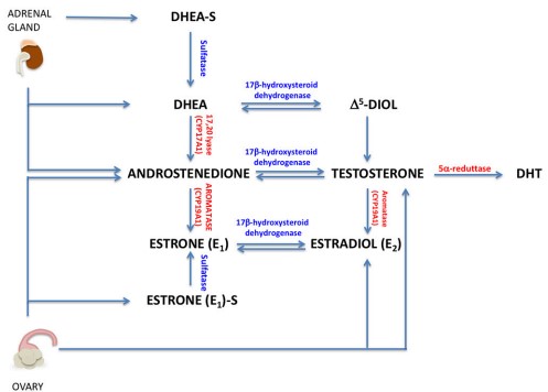 The Relationship Between Androgens, Their Receptors, and Diseases ...