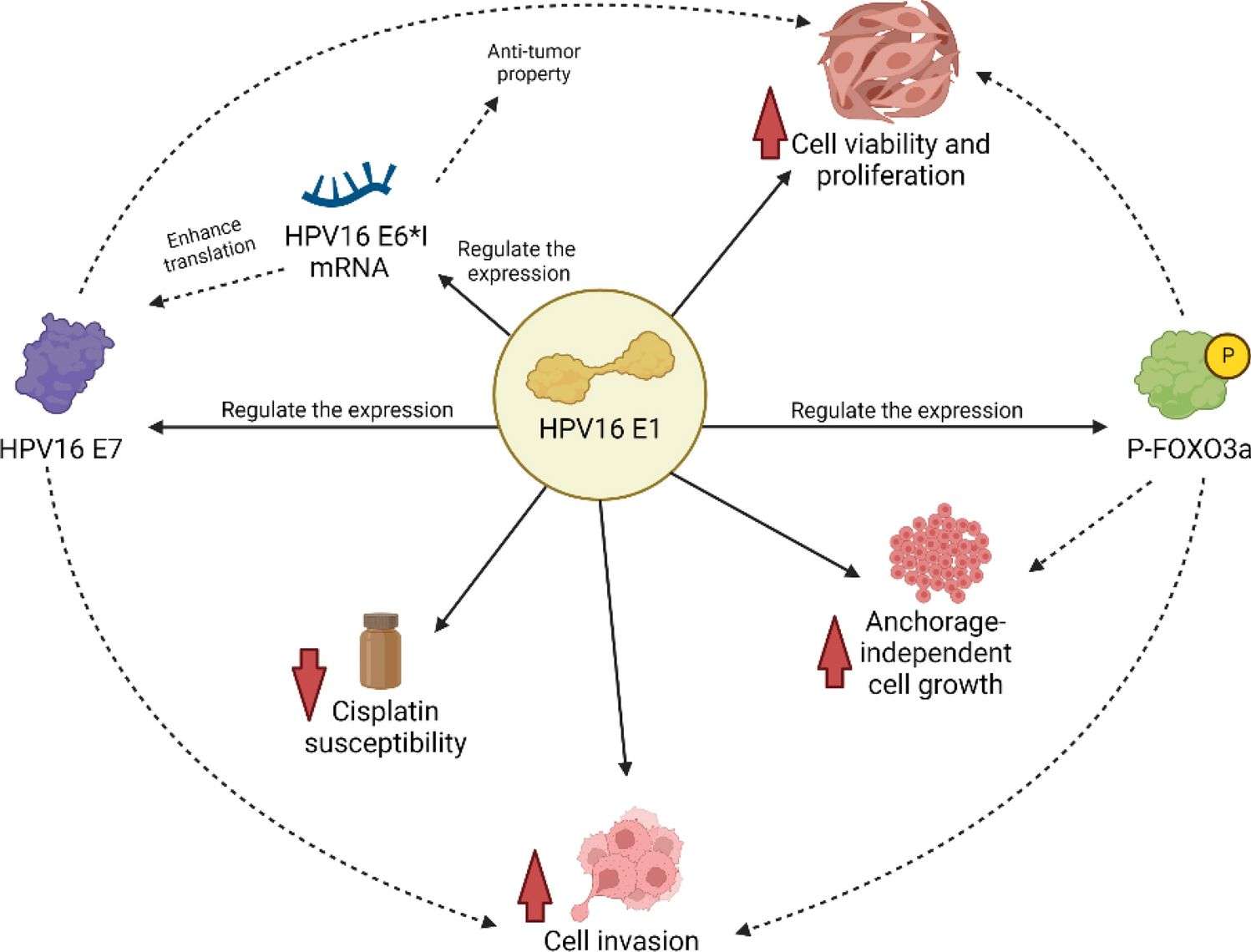 The Relationship Between HPV16 and Cervical Cancer - Creative Diagnostics