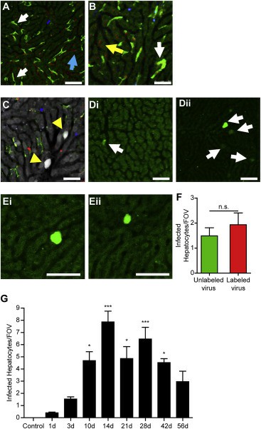 The Rise of AAV8 - Creative Diagnostics