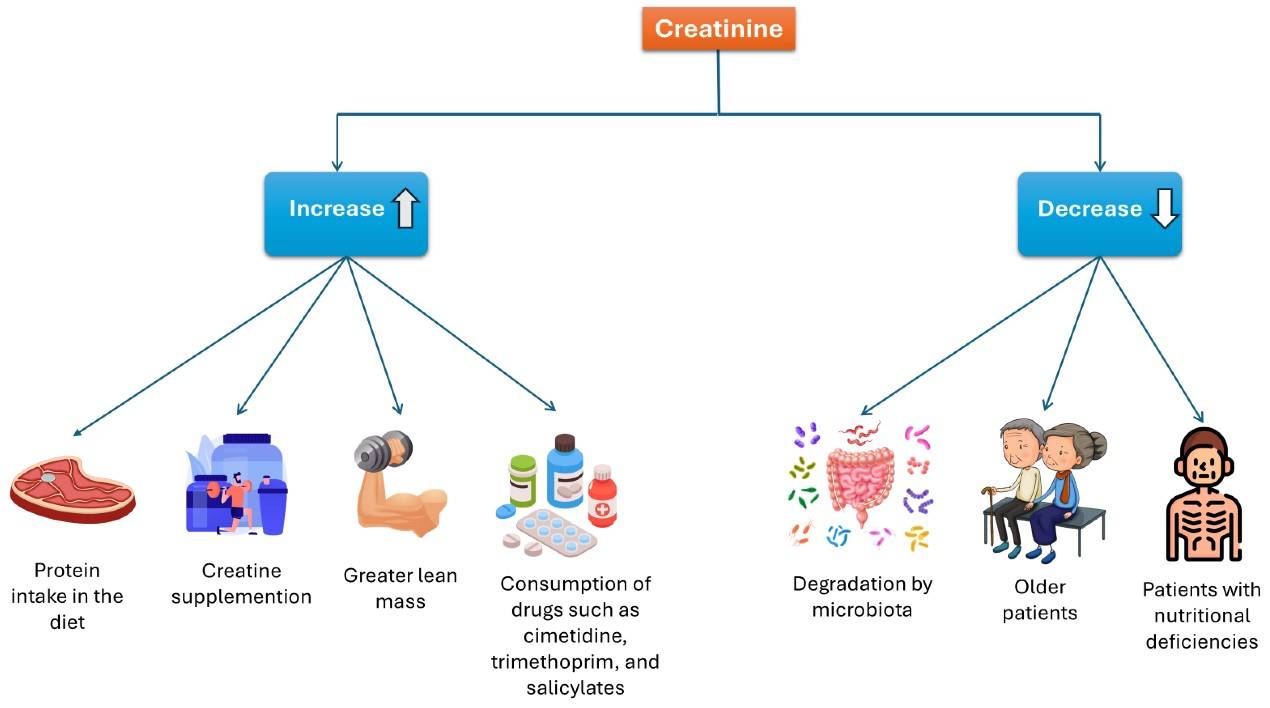 The Role of Creatinine Antibody Diagnostics in Modern Nephrology - Creative Diagnostics