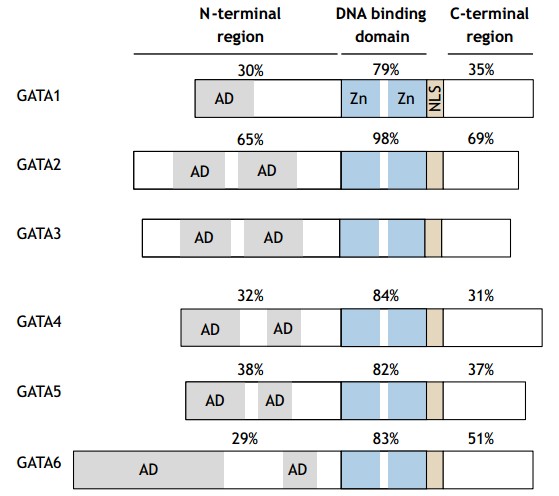 GATA Proteins Function - Creative Diagnostics