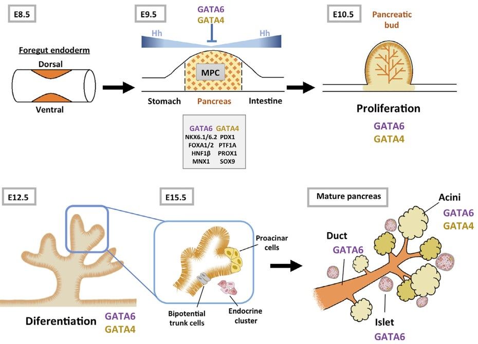 GATA Proteins Function - Creative Diagnostics