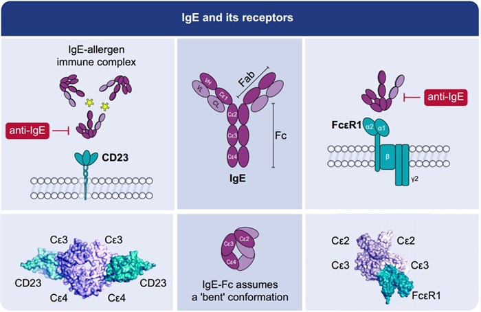 IgE Allergy - Creative Diagnostics