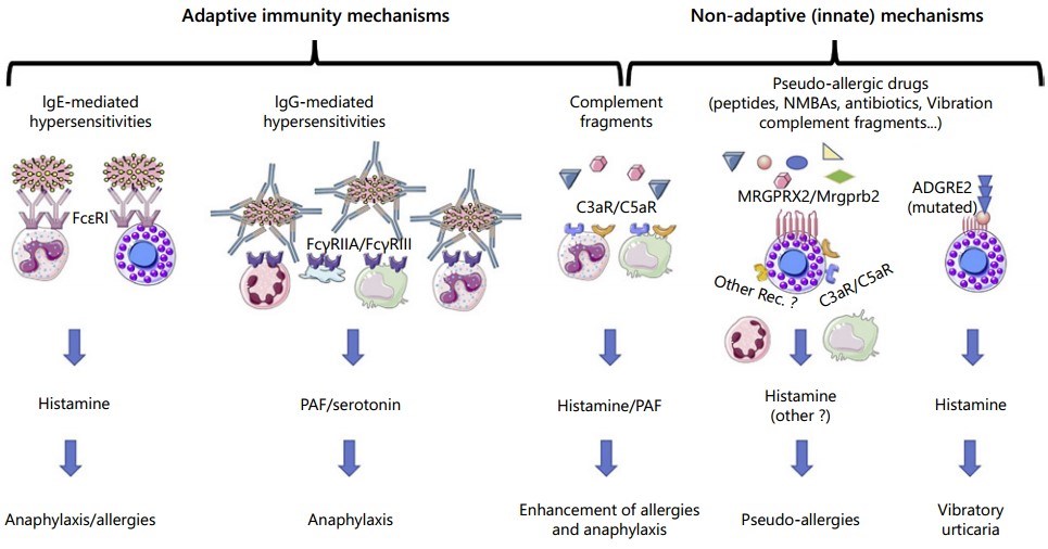 IgE Allergy - Creative Diagnostics