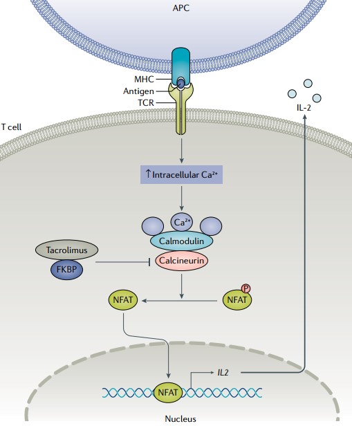The Role of Tacrolimus - Creative Diagnostics