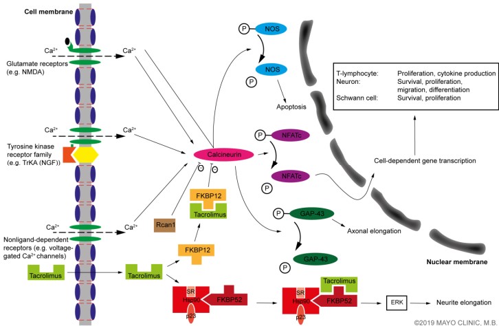 The Role of Tacrolimus - Creative Diagnostics