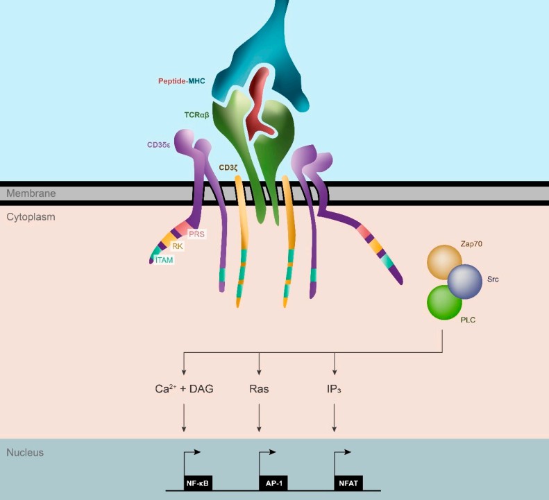 The TCR-CD3 Complex - Creative Diagnostics