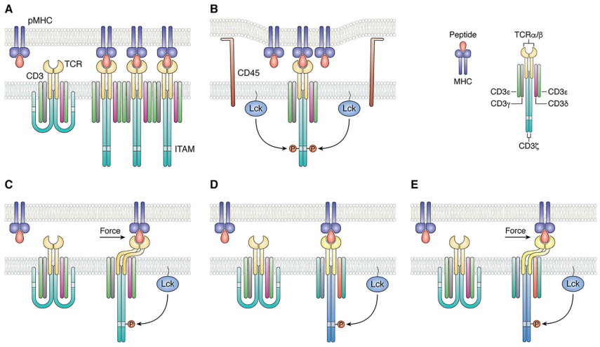 The TCR-CD3 Complex - Creative Diagnostics