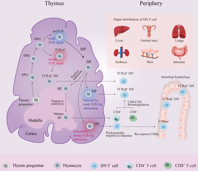 The TCR-CD3 Complex - Creative Diagnostics