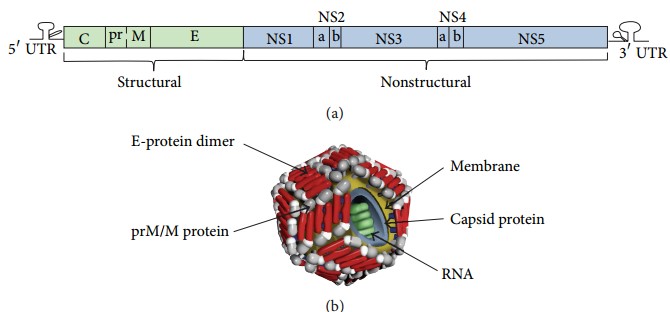 West Nile Virus Transmission and Epidemiology - Creative Diagnostics