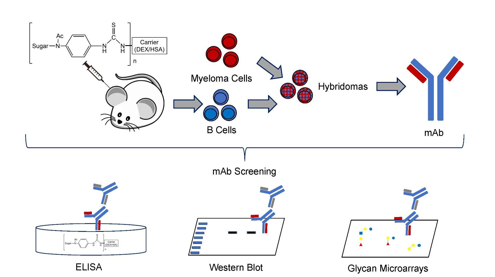 Therapeutic mAb Monitoring ELISA Kits - Creative Diagnostics