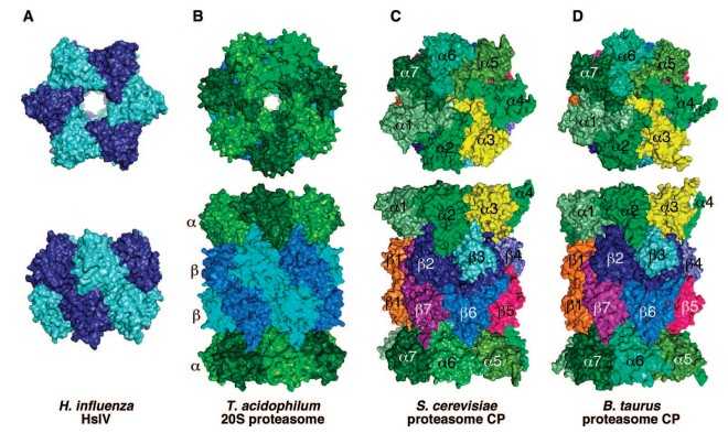 Threonine Protease - Creative Diagnostics