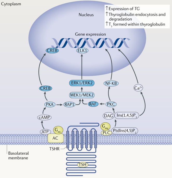 Thyroglobulin and Thyroglobulin Antibodies - Creative Diagnostics