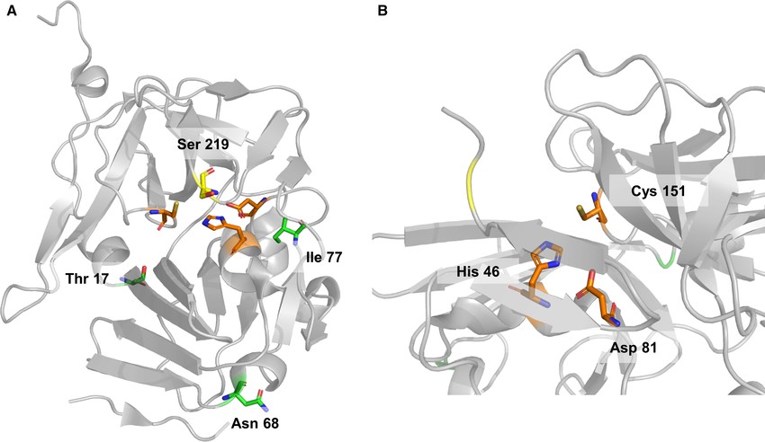 Tobacco Etch Virus Protease - Creative Diagnostics