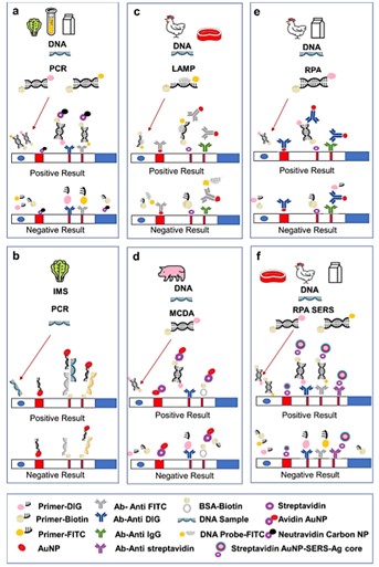 Tools for Nucleic Acid Lateral Flow Immunoassay (NALFIA): Anti-Small Molecule Label Antibodies ...