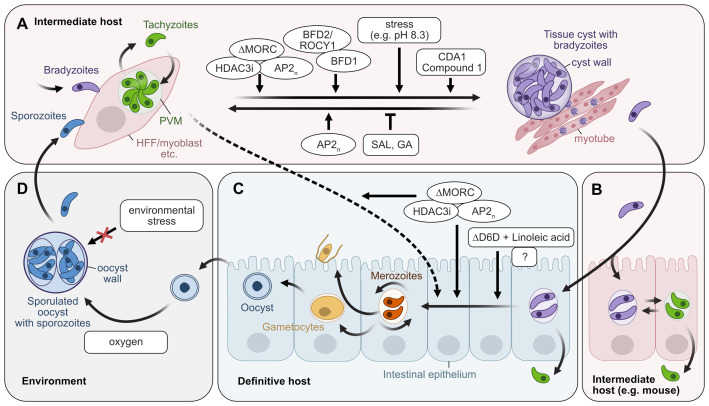 Toxoplasma gondii Life Cycle - Creative Diagnostics