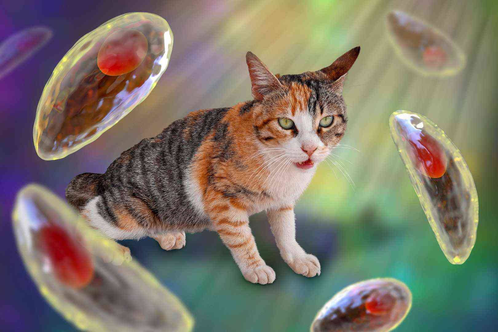 Toxoplasma in Animals—Mouse, Feline, and Canine - Creative Diagnostics