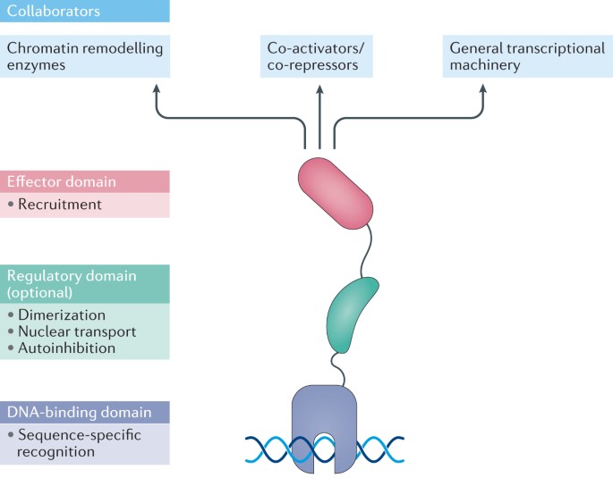 Transcription Factor-Targeted Small Molecule Drug Inhibitors - Creative Diagnostics