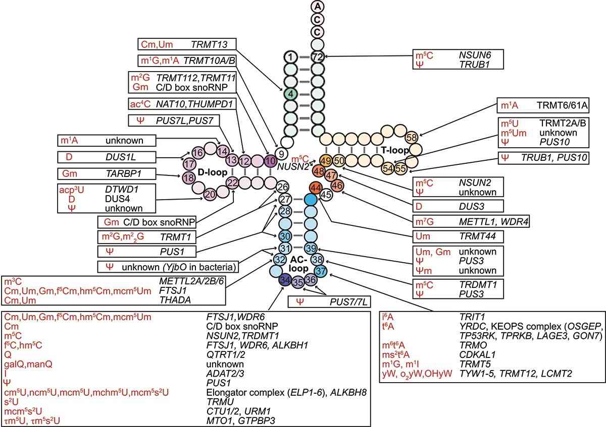 tRNA Modifications Detection - Creative Diagnostics