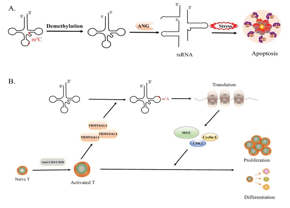 tRNA Modifications Detection - Creative Diagnostics