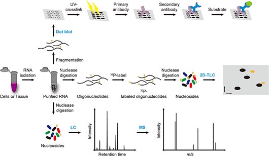 tRNA Modifications Detection - Creative Diagnostics