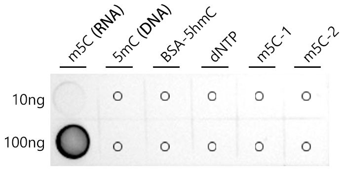 tRNA Modifications Detection - Creative Diagnostics