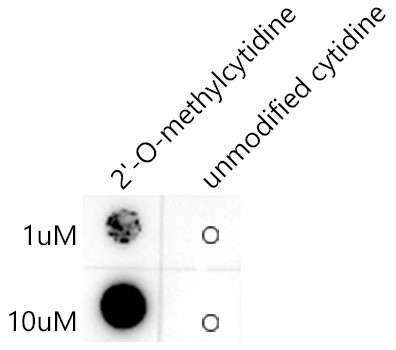 tRNA Modifications Detection - Creative Diagnostics