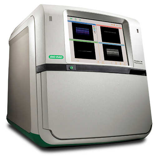 Ultrasensitive Immunoprecipitation Services - Creative Diagnostics