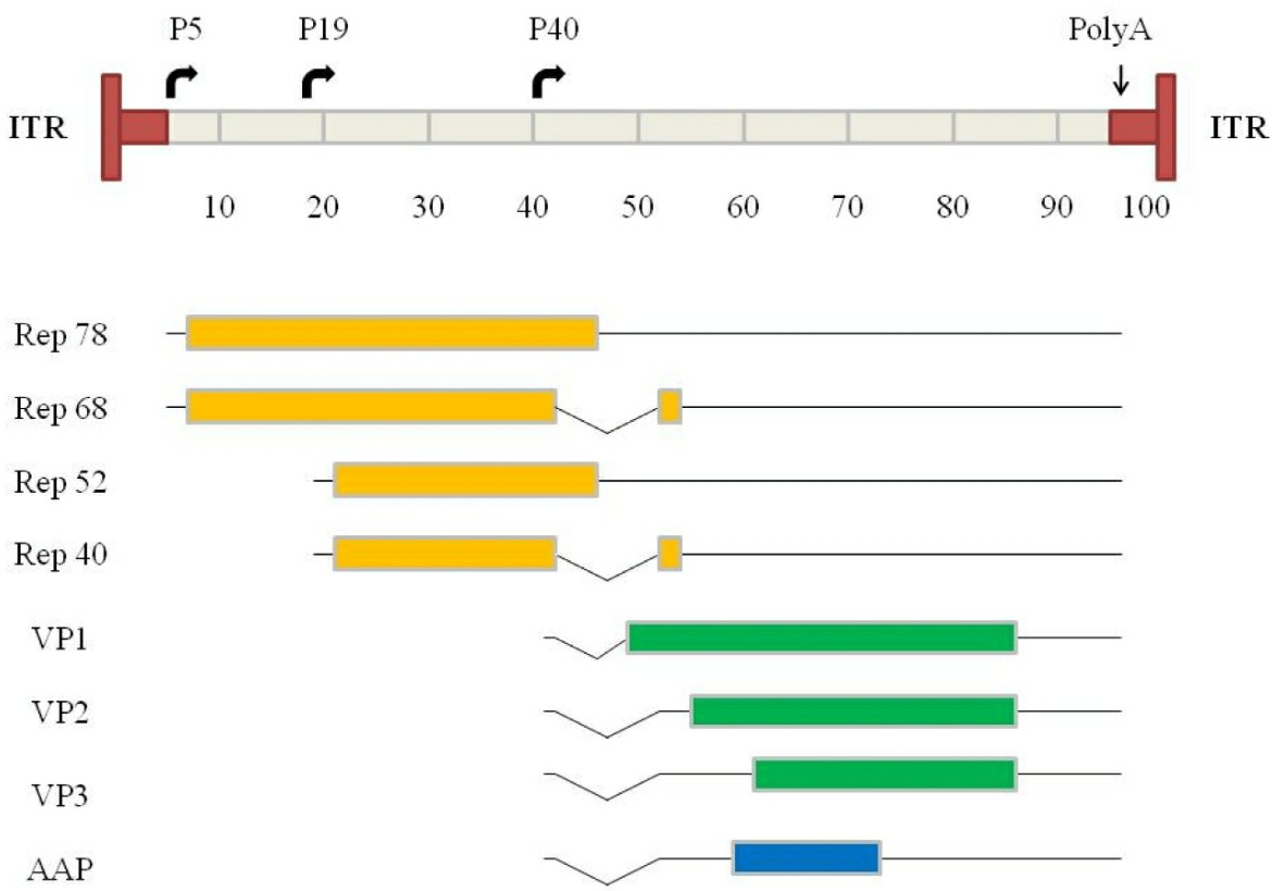 Understanding AAV Packaging - Creative Diagnostics