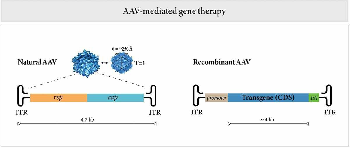 Understanding AAV Packaging - Creative Diagnostics