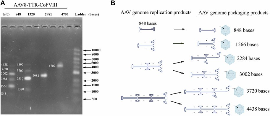 Understanding AAV Packaging - Creative Diagnostics