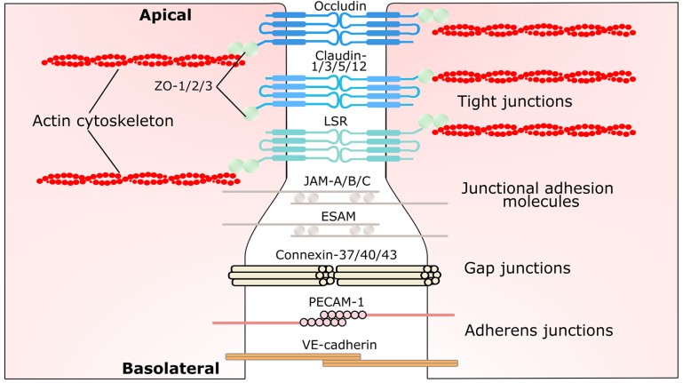 Understanding Claudin Family Proteins and Their Roles in Disease ...