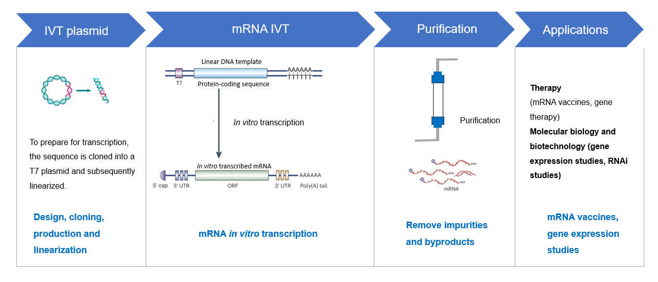 Understanding mRNA IVT Byproduct dsRNA - Creative Diagnostics