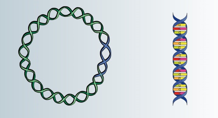 Understanding mRNA IVT Byproduct dsRNA - Creative Diagnostics