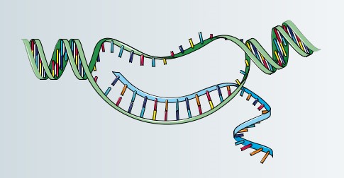 Understanding mRNA IVT Byproduct dsRNA - Creative Diagnostics