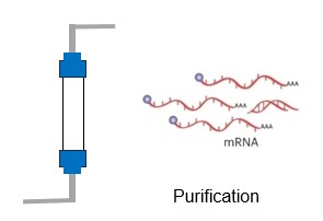 Understanding mRNA IVT Byproduct dsRNA - Creative Diagnostics