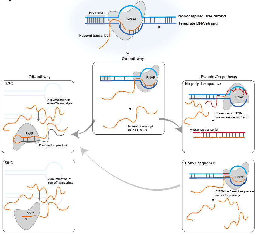 Understanding mRNA IVT Byproduct dsRNA - Creative Diagnostics