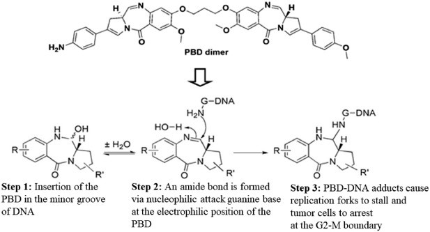 Unmasking Pyrrolobenzodiazepine Toxicity from Molecular Mechanisms to ...